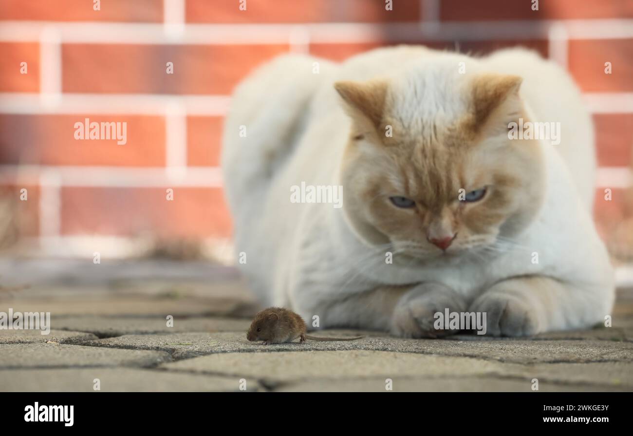 Cat loves mouse hi-res stock photography and images - Alamy