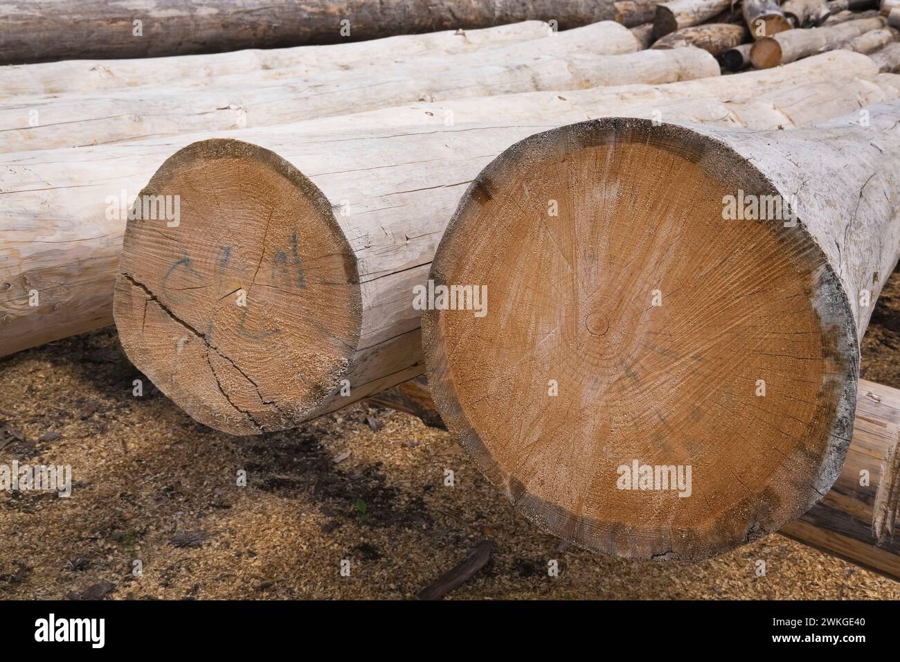 Close-up of cut Pinus - Eastern White Pine tree logs with bark stripped ...