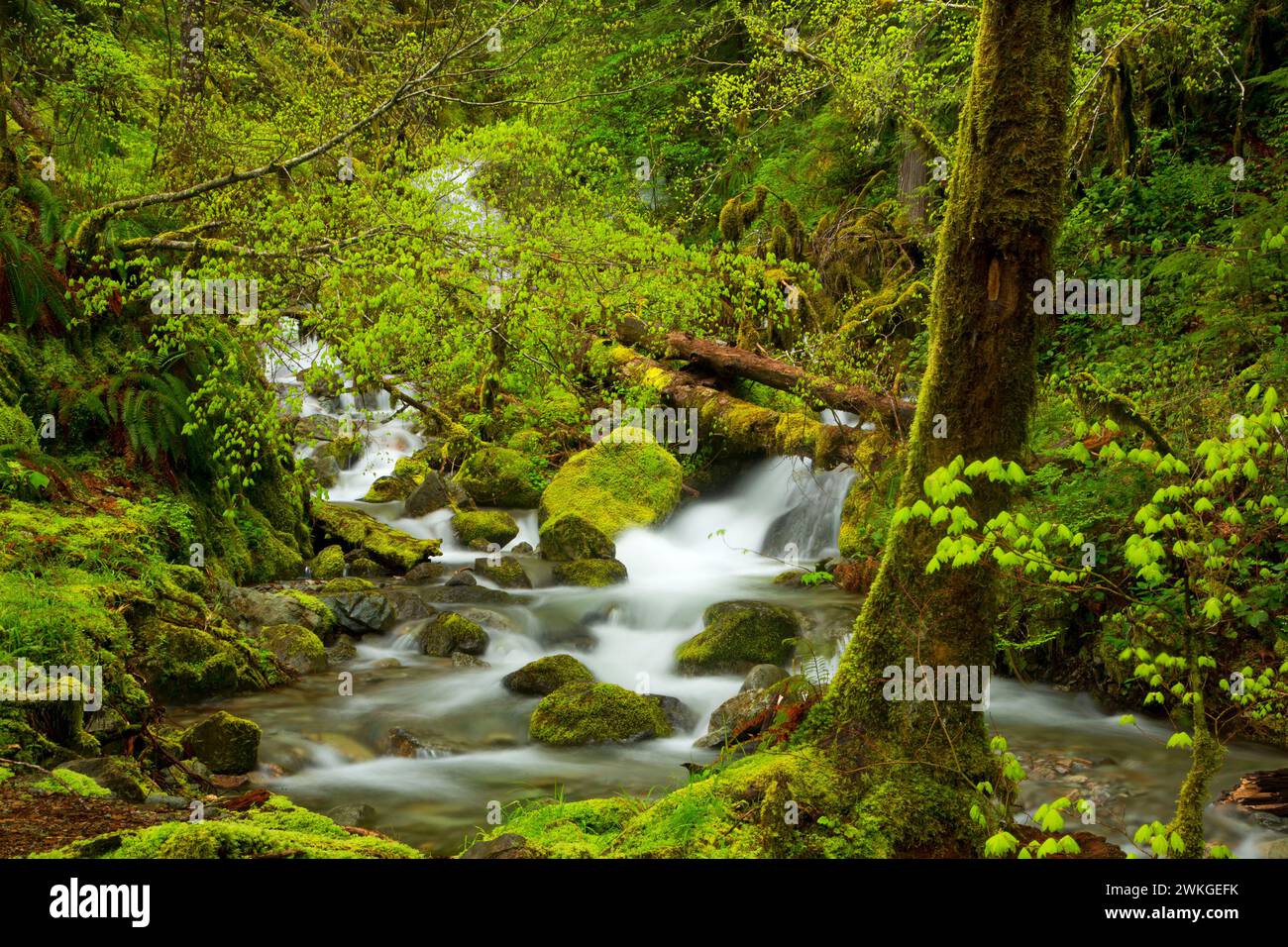 Creek in ancient forest, Opal Creek Scenic Recreation Area, Willamette ...