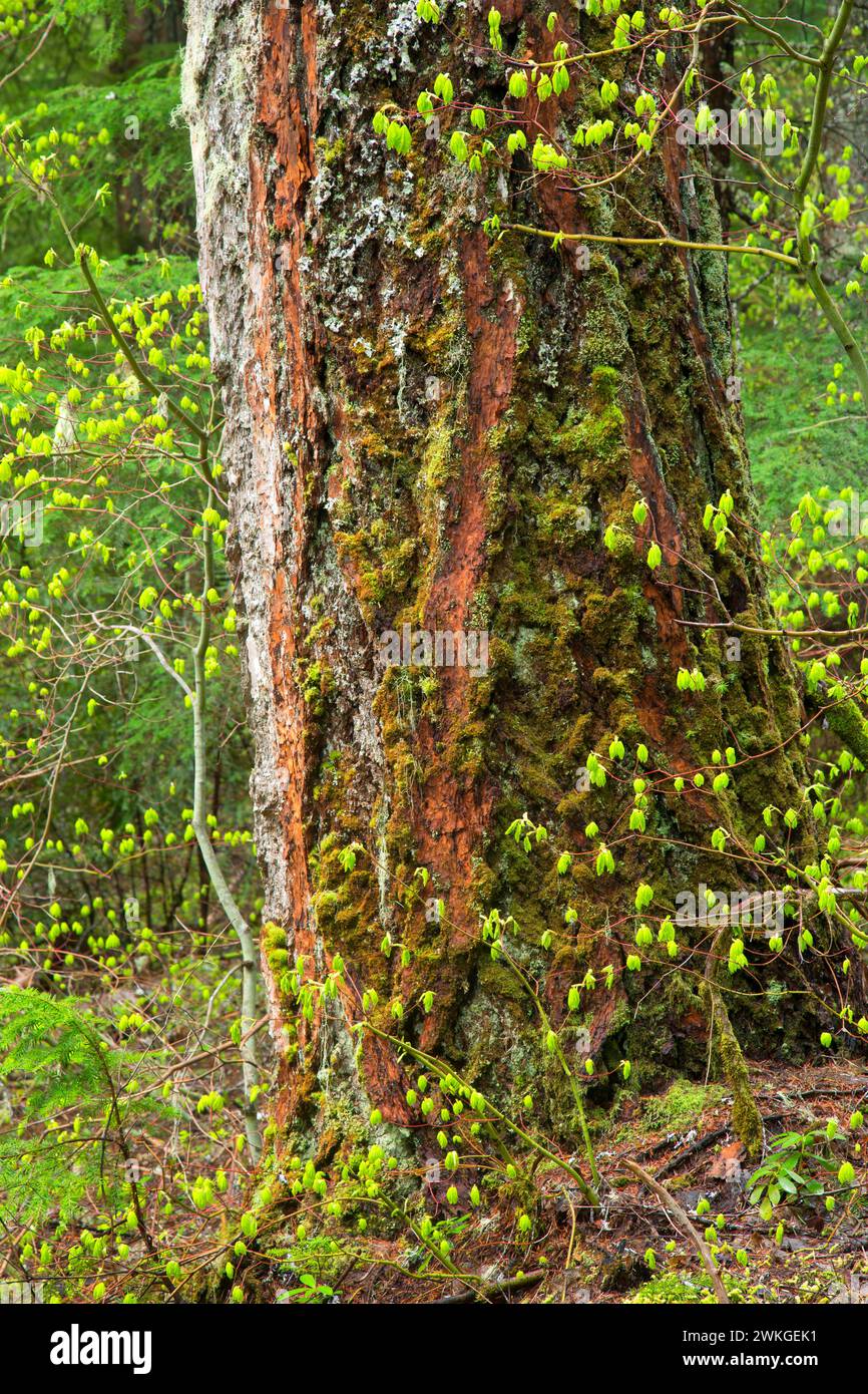 Douglas fir in ancient forest along McKenzie River National Recreation ...