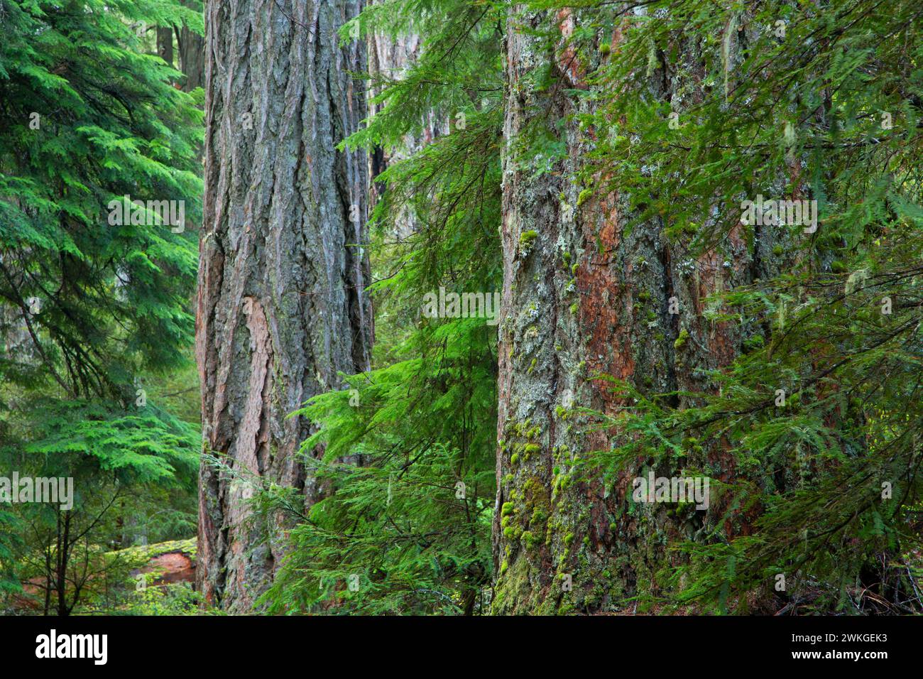 Douglas fir in ancient forest along McKenzie River National Recreation ...