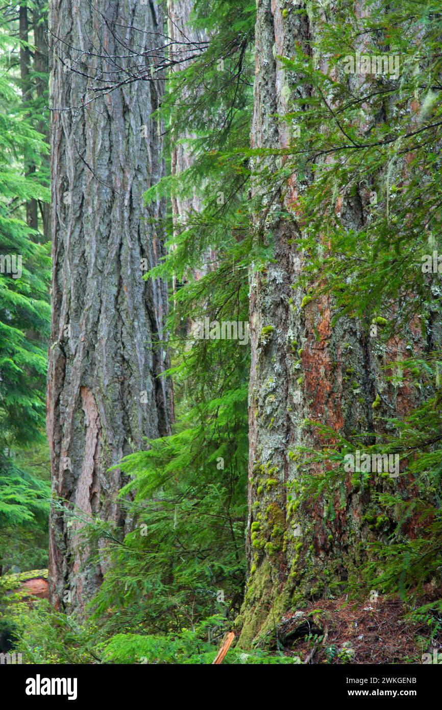 Douglas fir in ancient forest along McKenzie River National Recreation ...