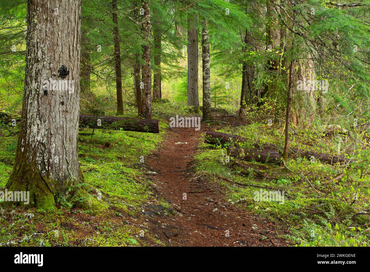 Ancient forest along McKenzie River National Recreation Trail ...