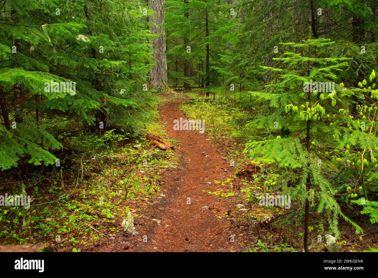 Ancient forest along McKenzie River National Recreation Trail ...