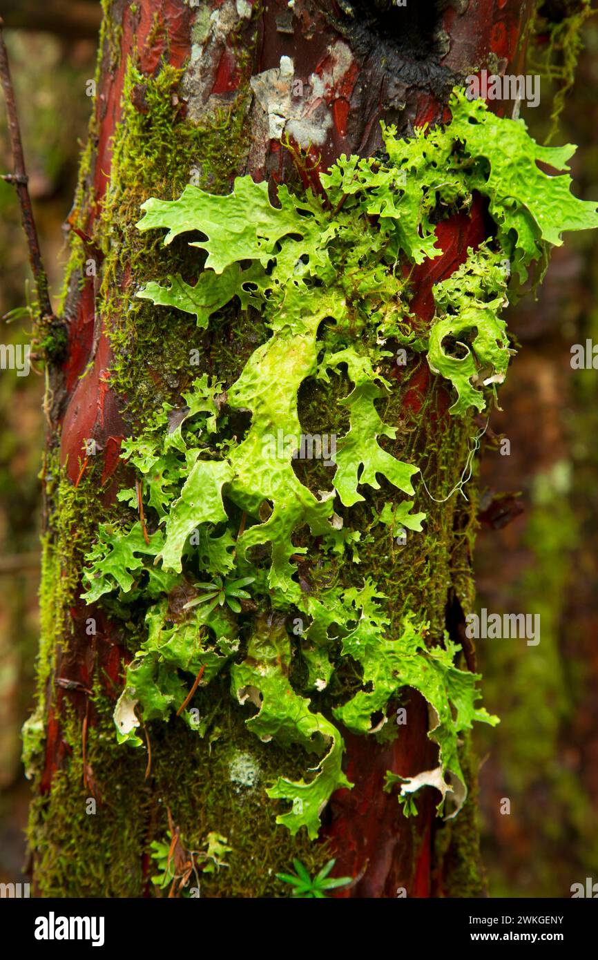 Lichen on Pacific yew along McKenzie River National Recreation Trail ...