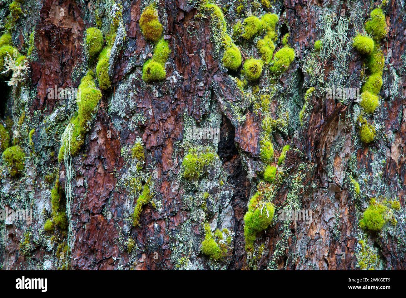 Lichen and moss on Douglas fir along McKenzie River National Recreation ...