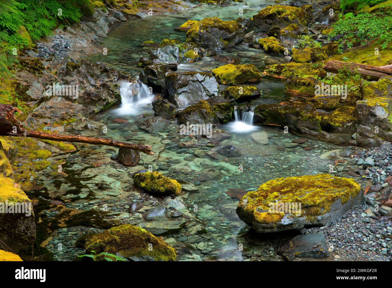 Opal Creek along Opal Creek Trail, Opal Creek Scenic Recreation Area, Willamette National Forest ...