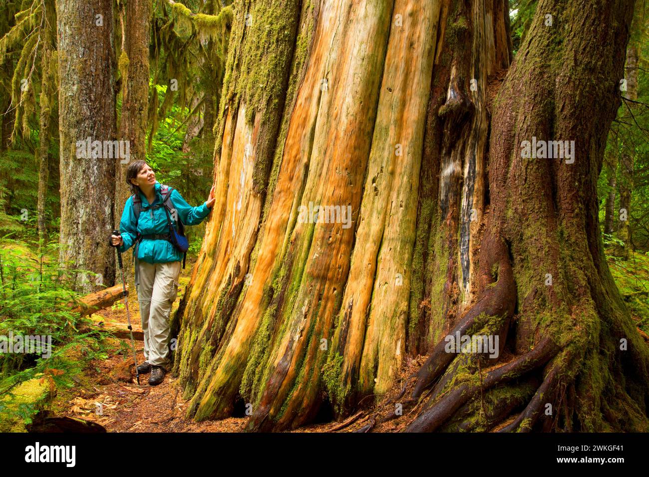 Cedar Flats trunk along Opal Creek Trail, Opal Creek Scenic Recreation ...