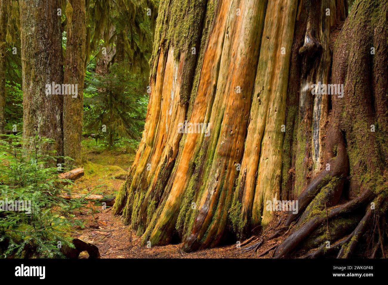 Cedar Flats trunk along Opal Creek Trail, Opal Creek Scenic Recreation ...