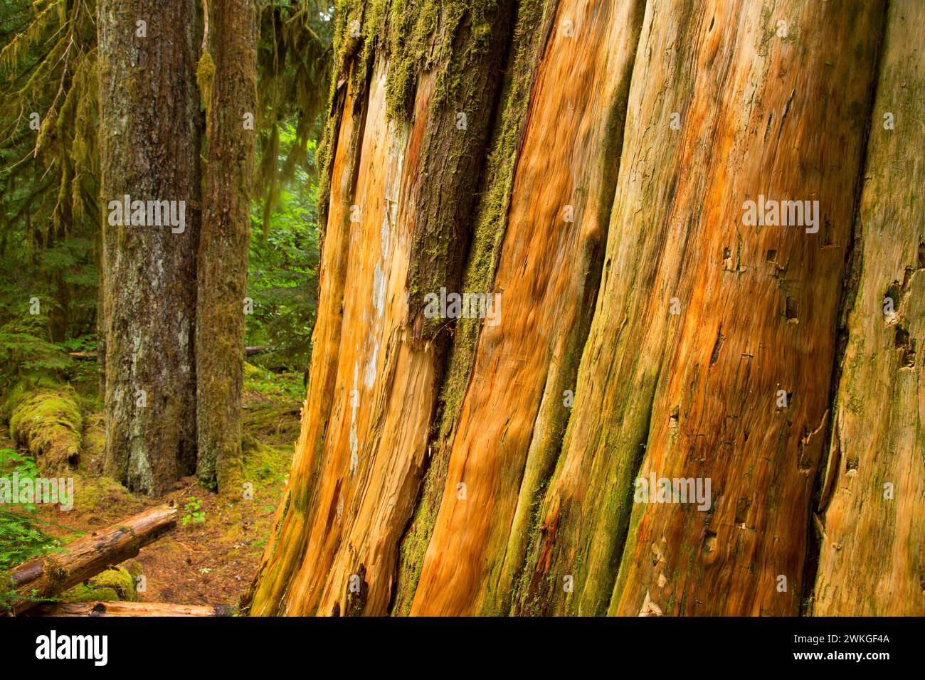 Cedar Flats trunk along Opal Creek Trail, Opal Creek Scenic Recreation ...
