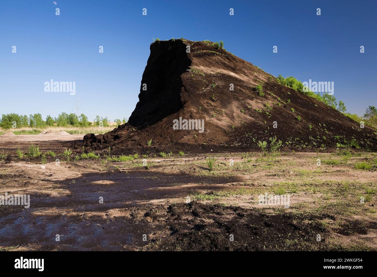 Mound of brown topsoil overgrown with various plants and weeds in ...