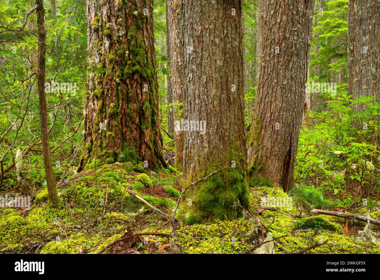 Ancient forest from Pamelia Lake Trail, Mt Jefferson Wilderness ...
