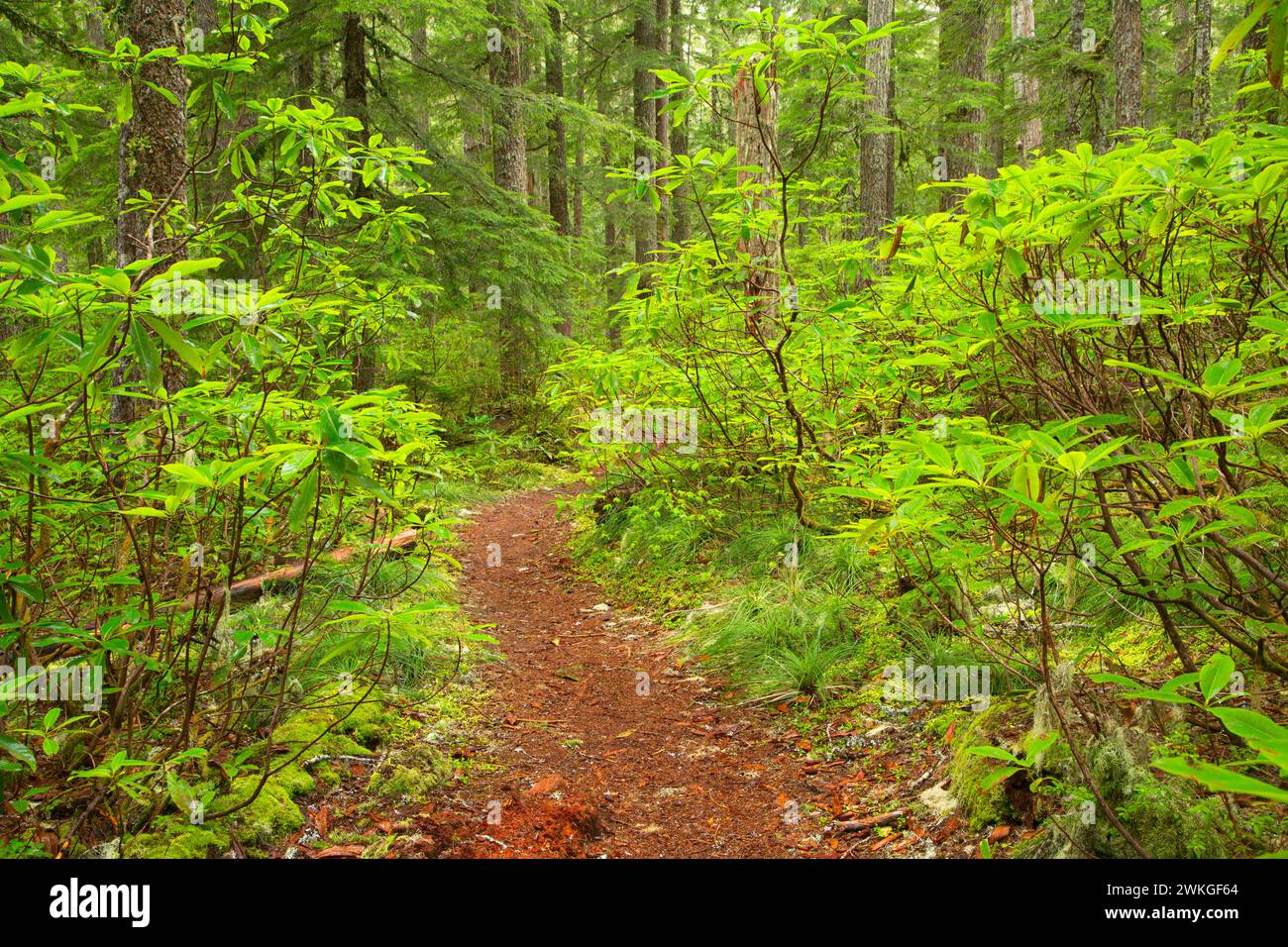 Pamelia Lake Trail, Mt Jefferson Wilderness, Willamette National Forest ...