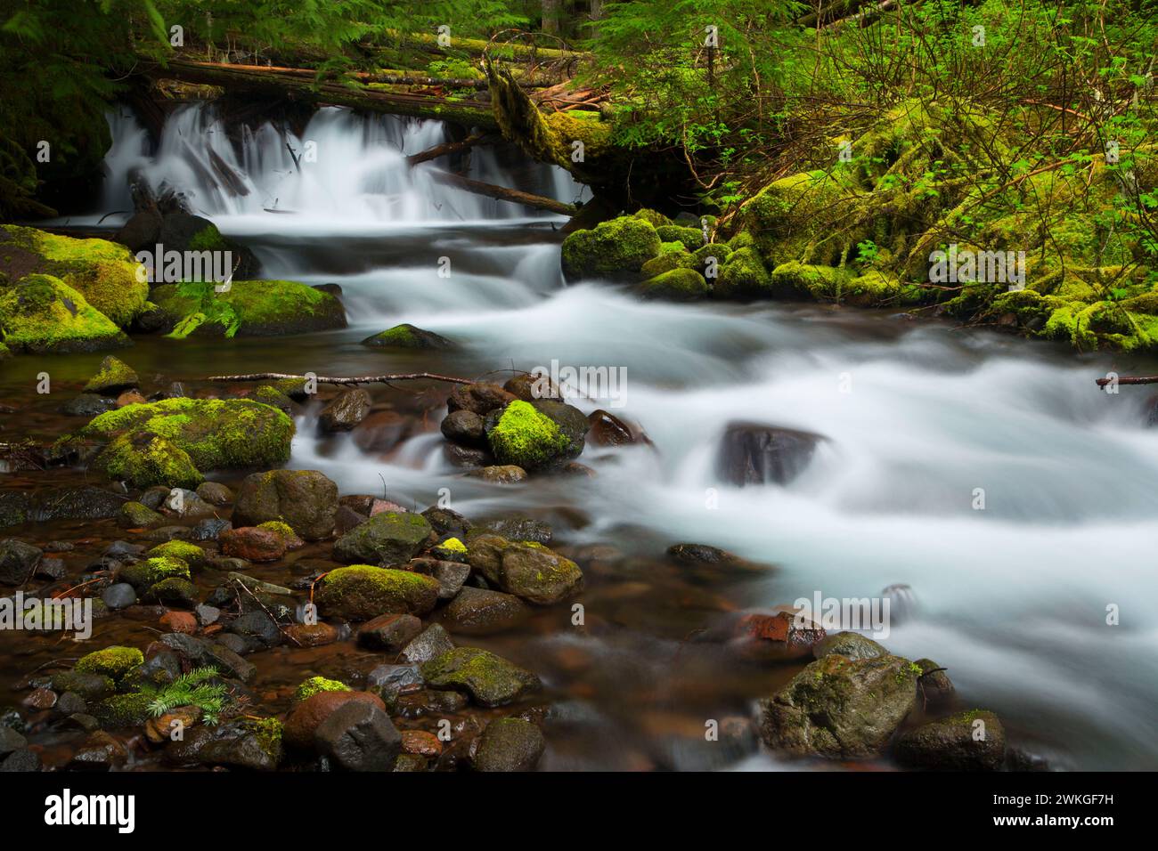 Pamelia Creek from Pamelia Lake Trail, Mt Jefferson Wilderness ...