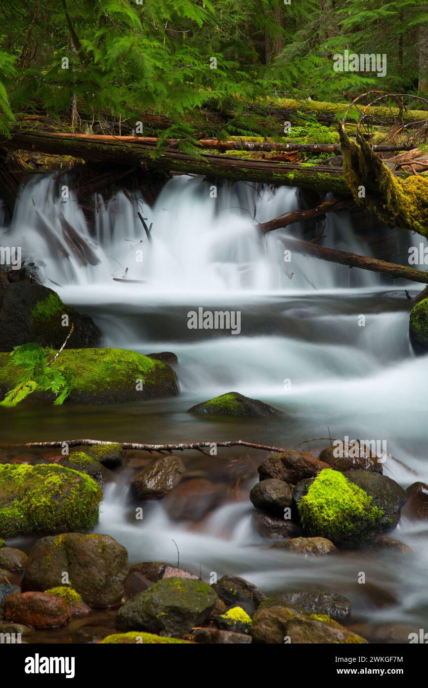 Pamelia Creek from Pamelia Lake Trail, Mt Jefferson Wilderness ...