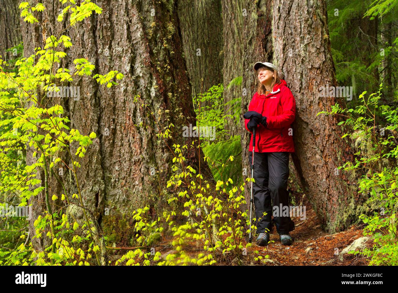Hiker on Daly Lake Trail, Willamette National Forest, Oregon Stock ...