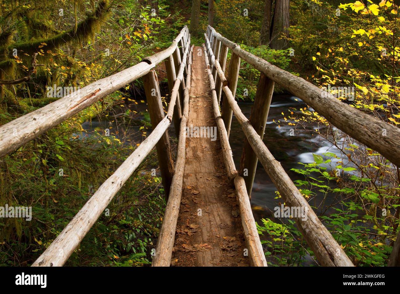 Lost Creek bridge along McKenzie River National Recreation Trail ...