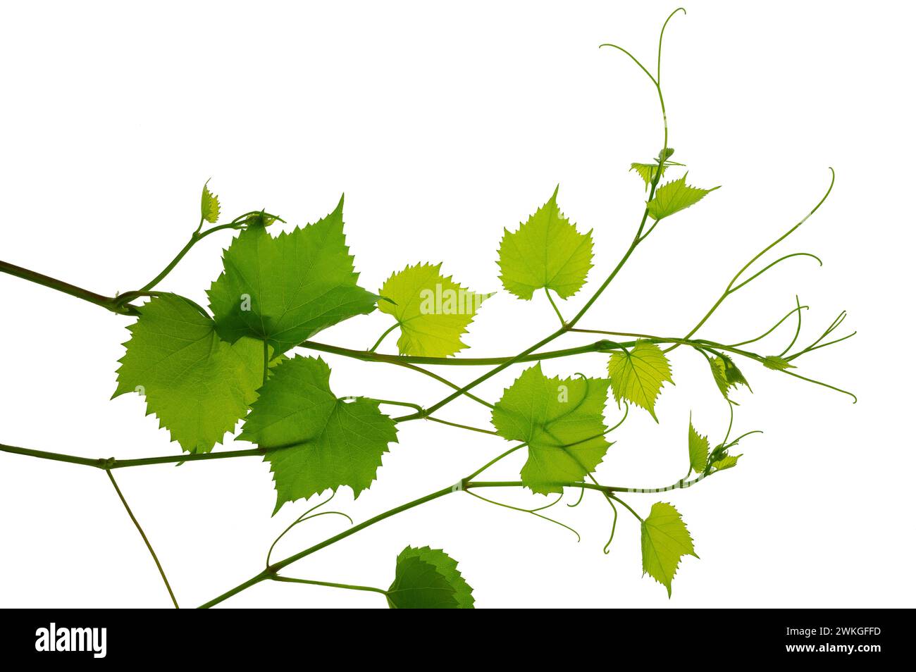 Fresh Green grape vine branch leaves. Greenery. Vine branch, isolated ...