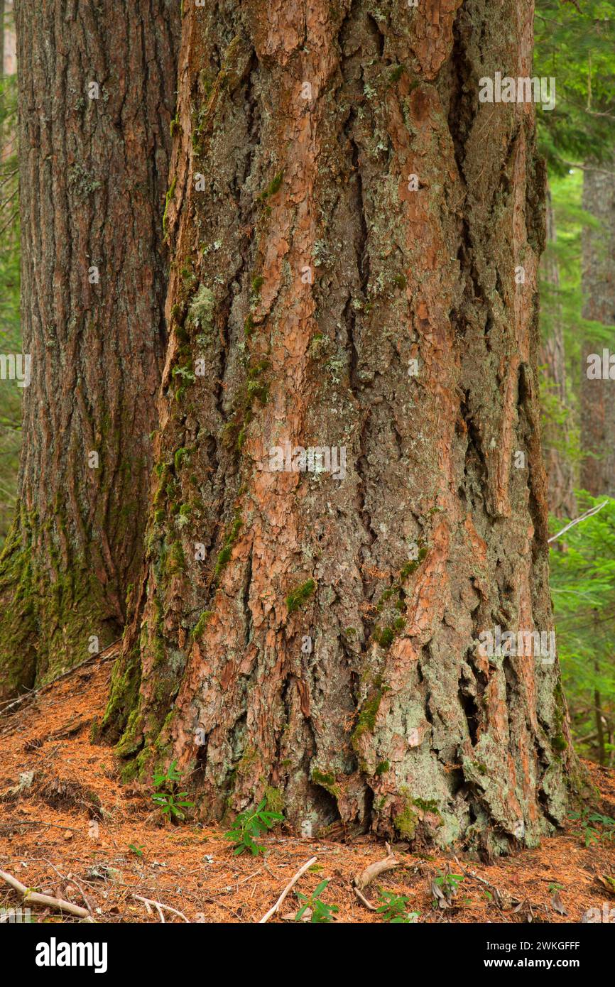 Old growth Douglas fir from Clear Lake Trail, Willamette National ...