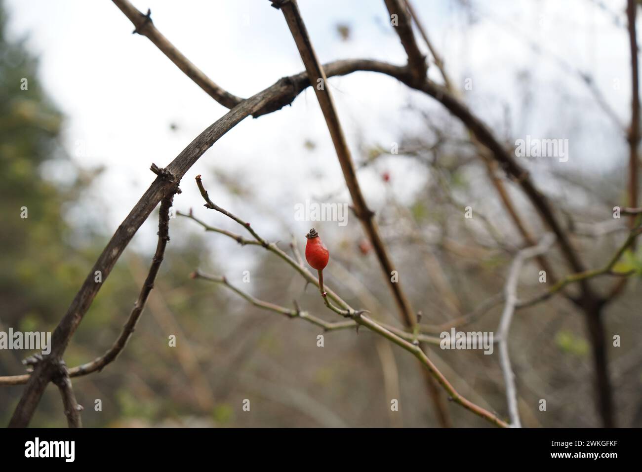 Rose hip, Dog rose, Swamp rose, Cynorrhodon(Rosa canina Stock Photo - Alamy