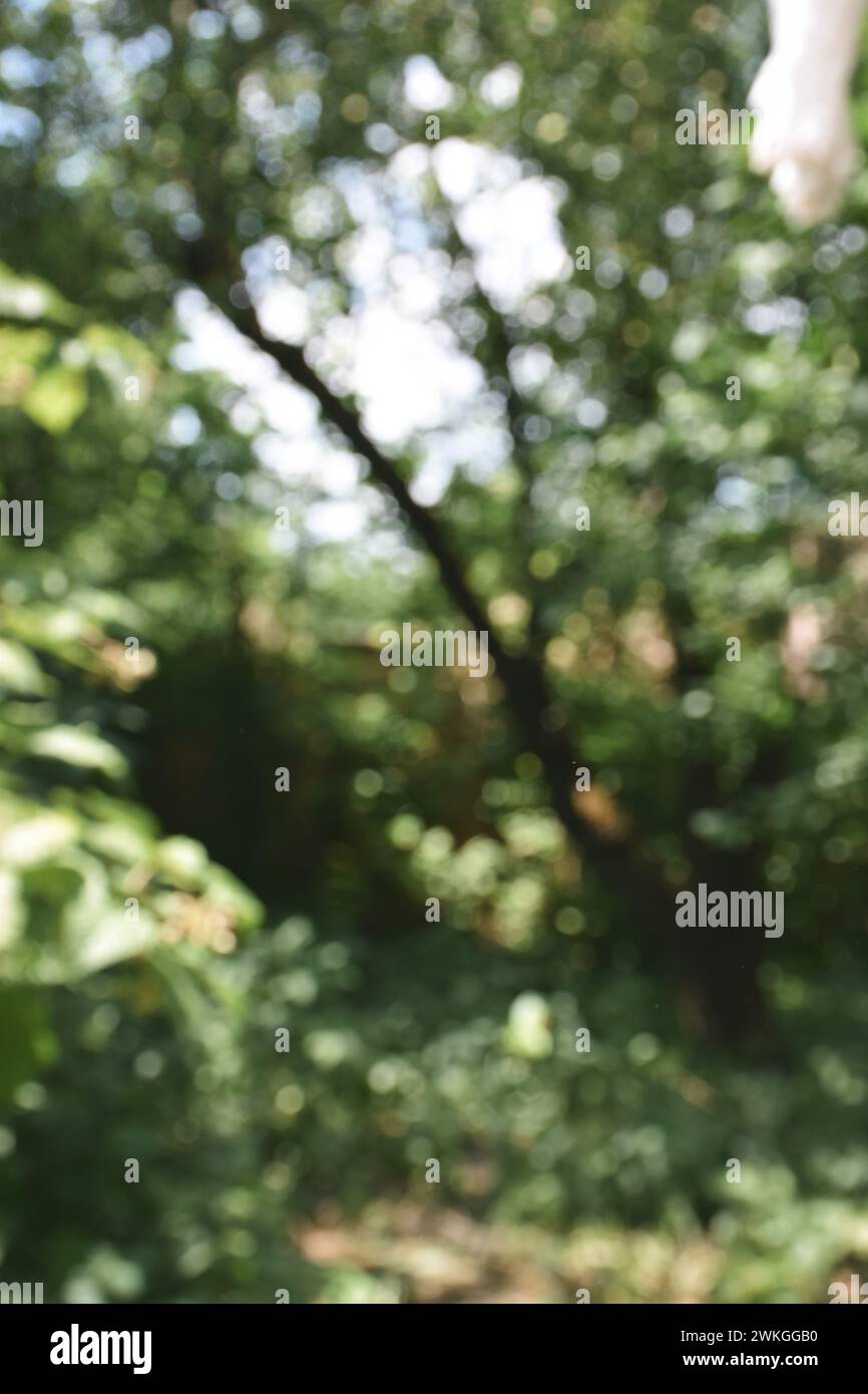 Blurred garden in spring nature outdoor background, Blur green tree ...