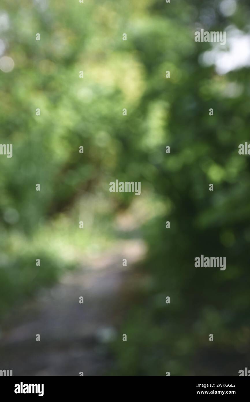 Blur background green park garden nature bright sunny forest. Blurry ...