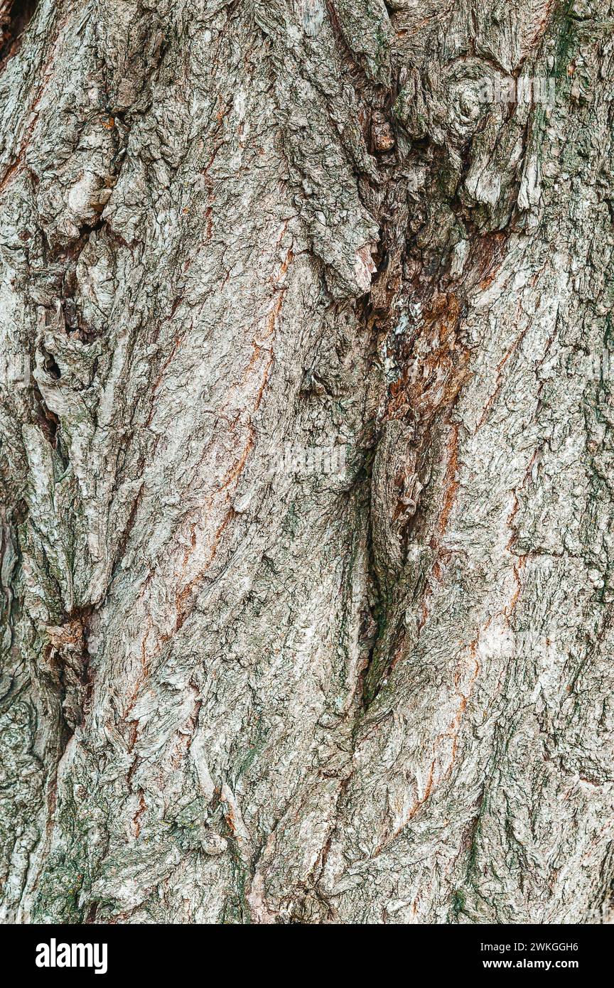 Poplar bark. Carved texture of tree bark. The bark of a tree with ...