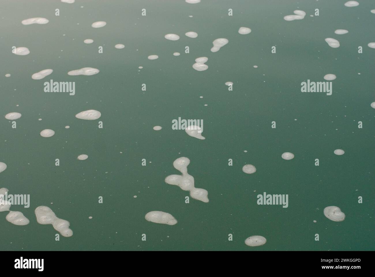 algae seaweed in lagoon that are at the base of the food chain and feed ...