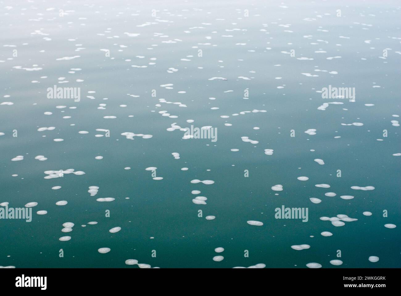 algae seaweed in lagoon that are at the base of the food chain and feed ...