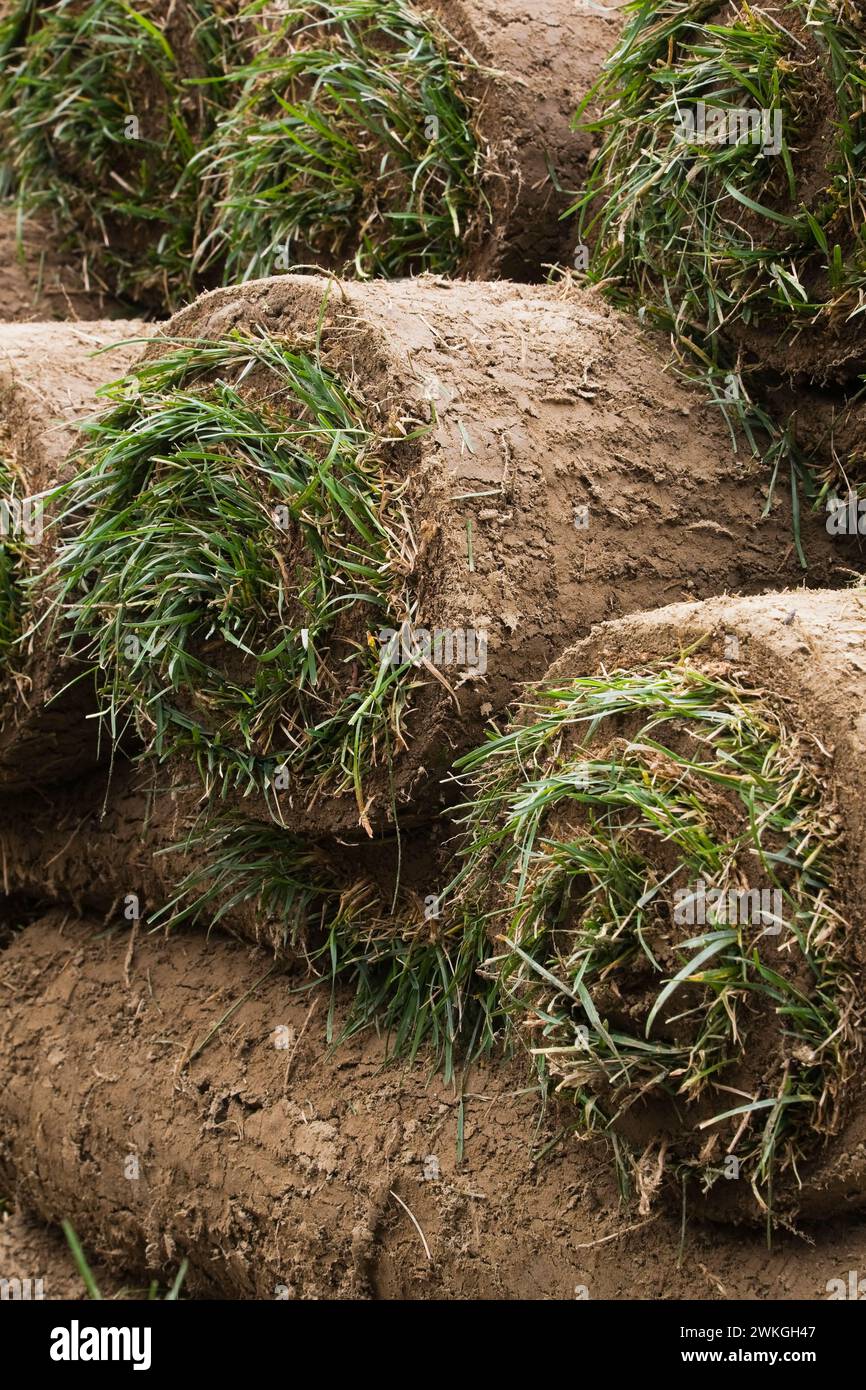 Stacked rolls of Poa pratensis - Kentucky bluegrass sod Stock Photo - Alamy