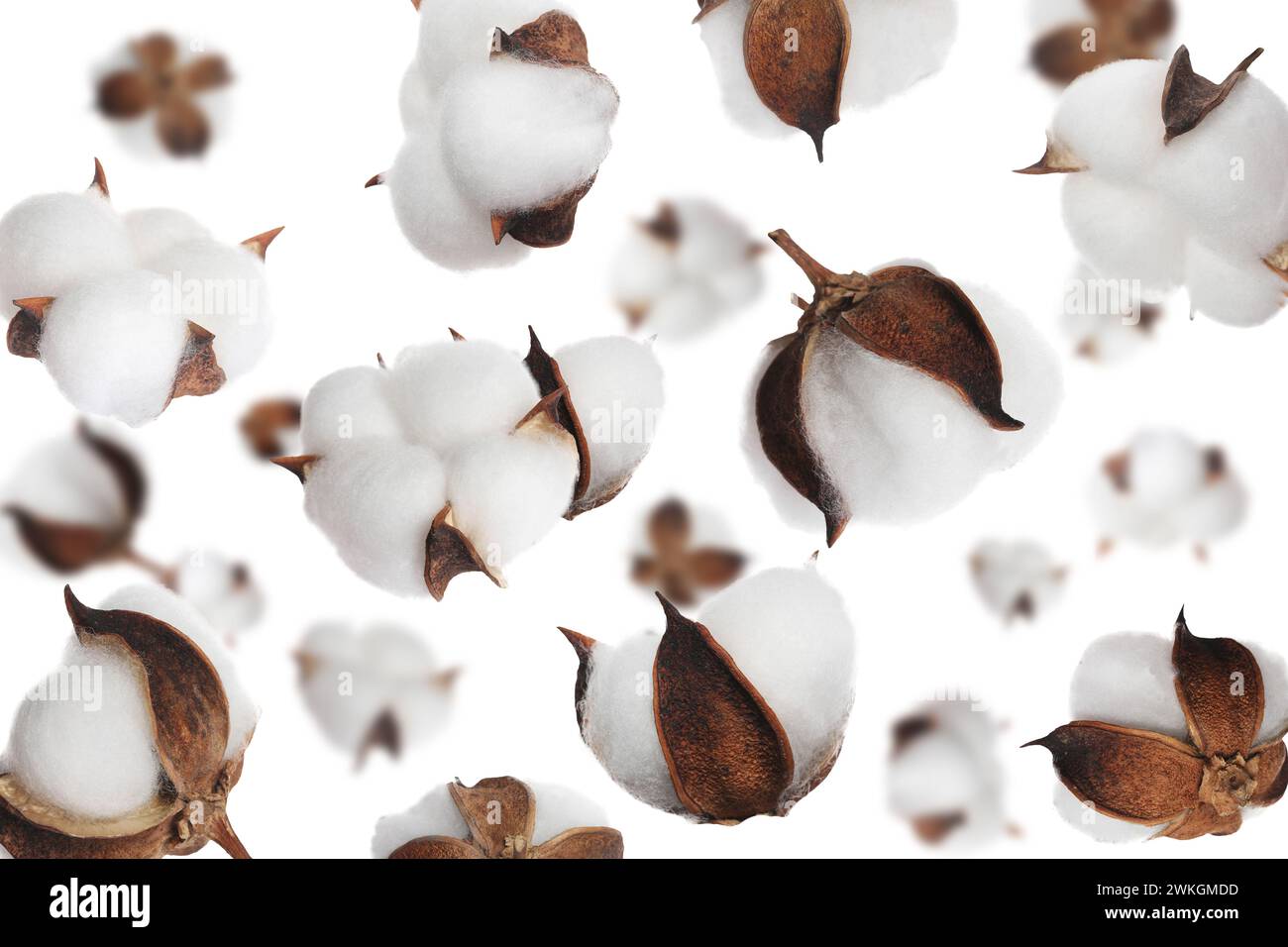 Beautiful cotton flowers falling on white background Stock Photo - Alamy