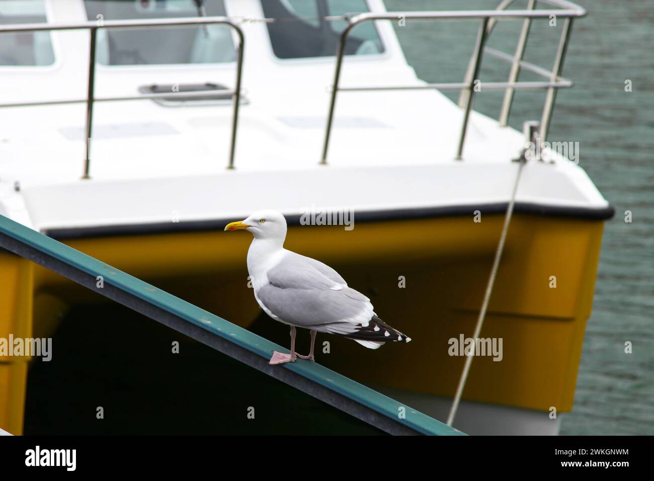 A Seagull on a railing at Weymouth Harbour, Dorset, England, UK Stock ...