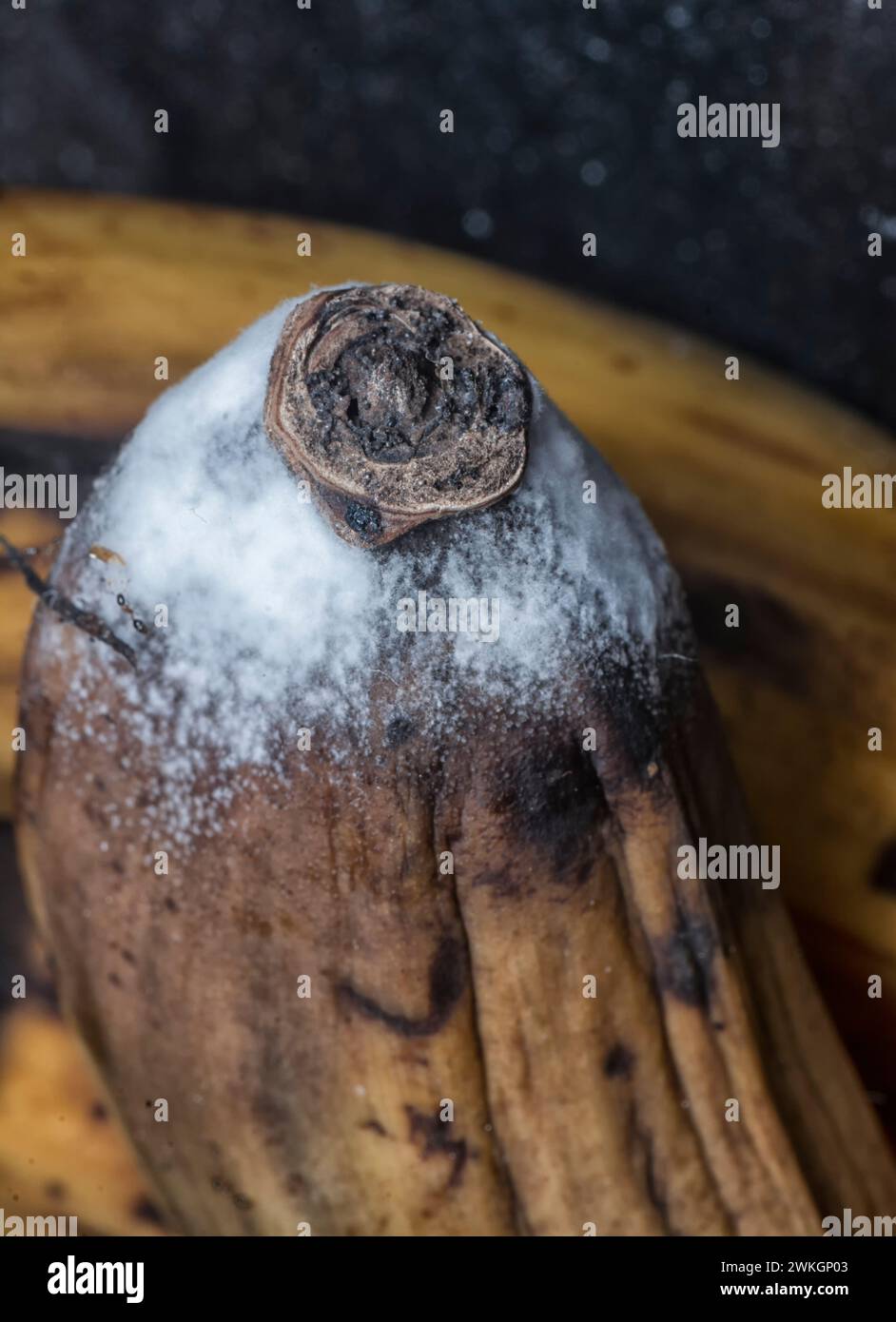 white fungus on the rotting banana skin Stock Photo - Alamy