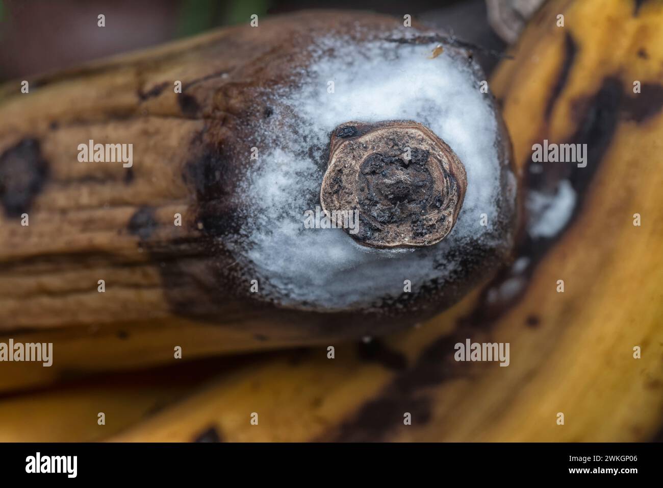 white fungus on the rotting banana skin Stock Photo - Alamy