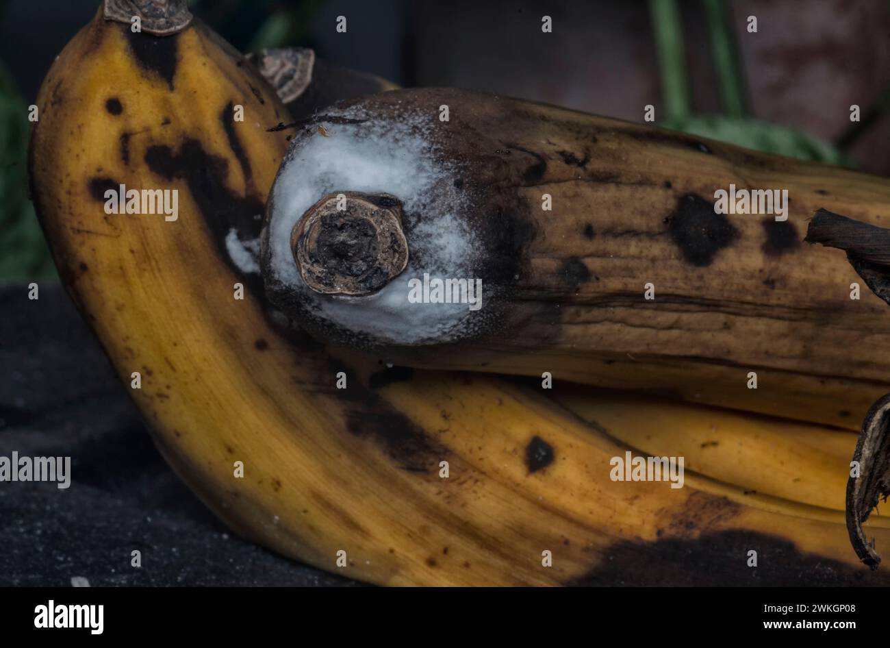 white fungus on the rotting banana skin Stock Photo - Alamy
