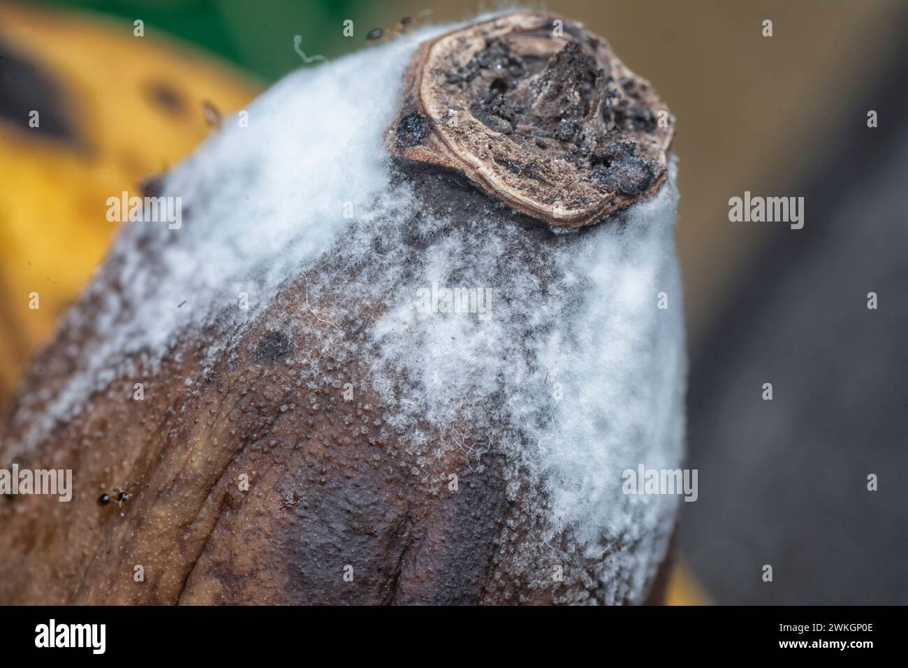 white fungus on the rotting banana skin Stock Photo - Alamy