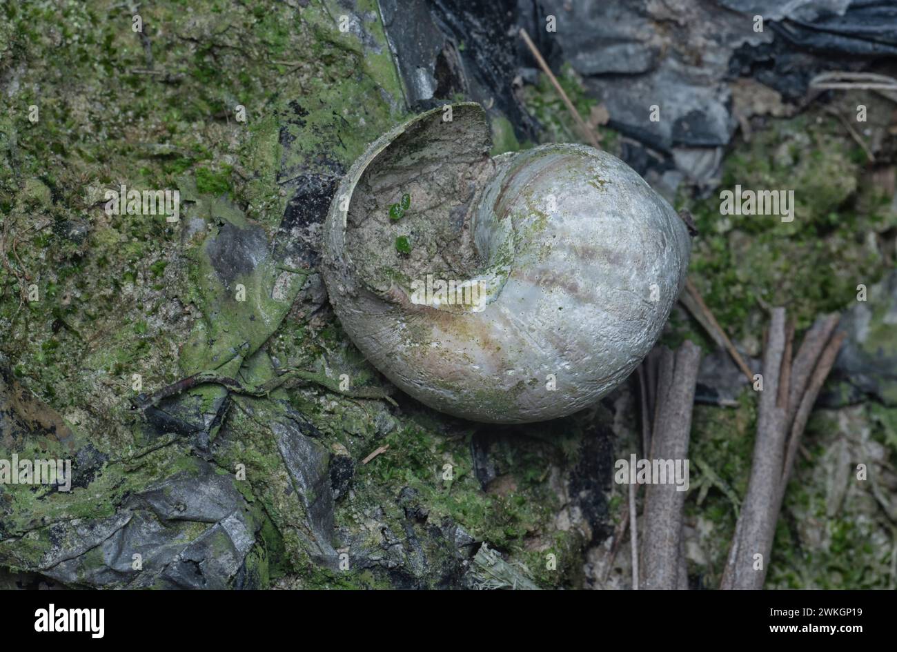 empty shell of the dead garden snail on the dirty ground Stock Photo ...