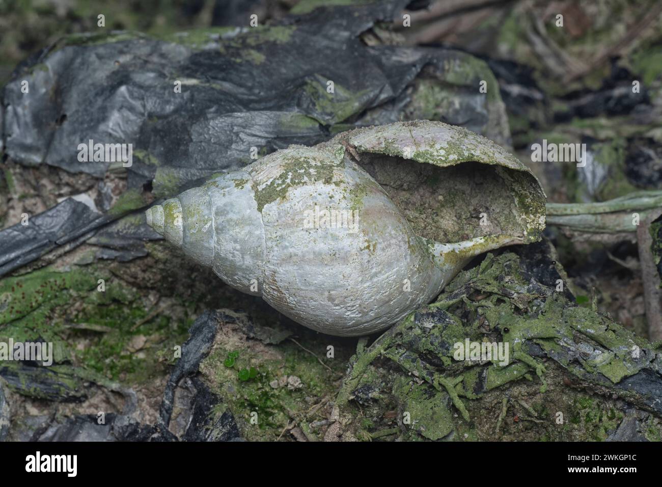 Dead land snail hi-res stock photography and images - Alamy