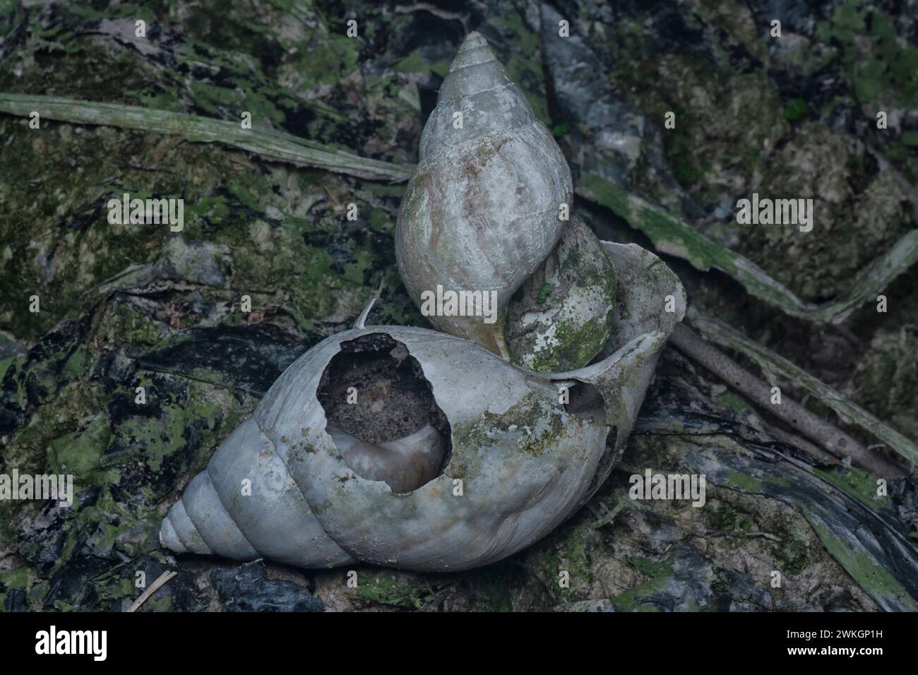 Dead land snail hi-res stock photography and images - Alamy