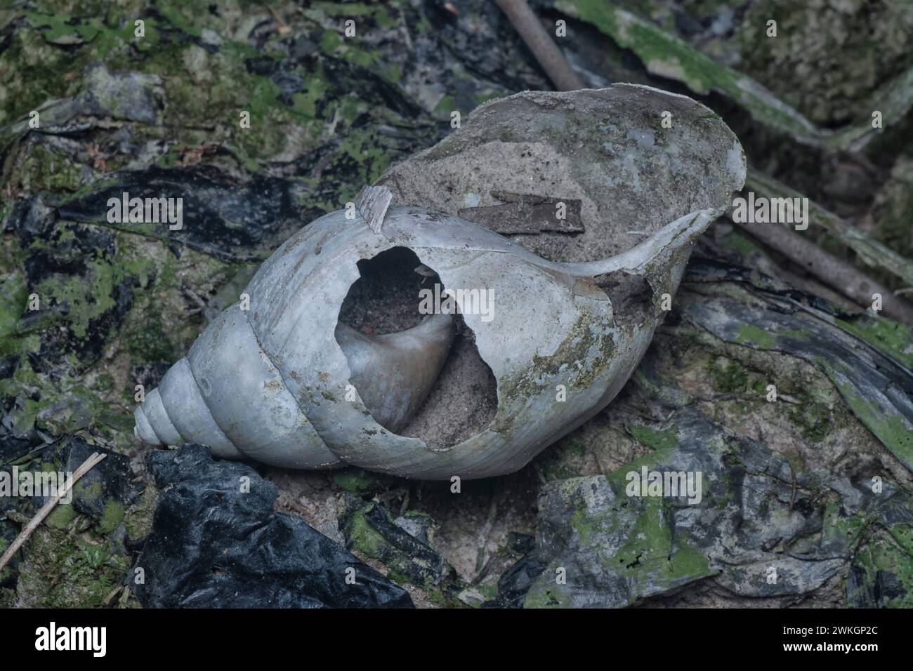 Dead land snail hi-res stock photography and images - Alamy