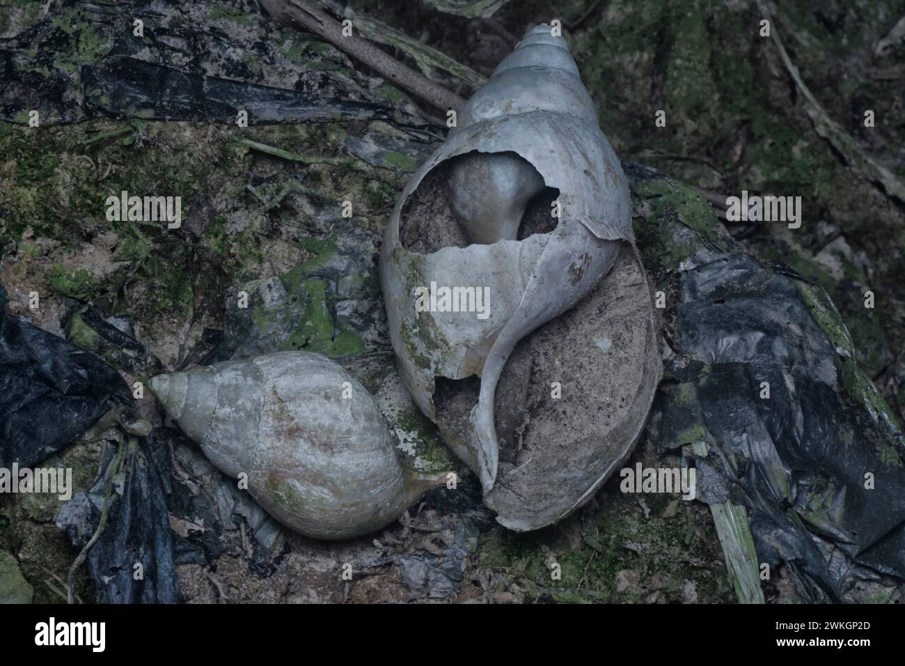 empty shell of the dead garden snail on the dirty ground Stock Photo ...