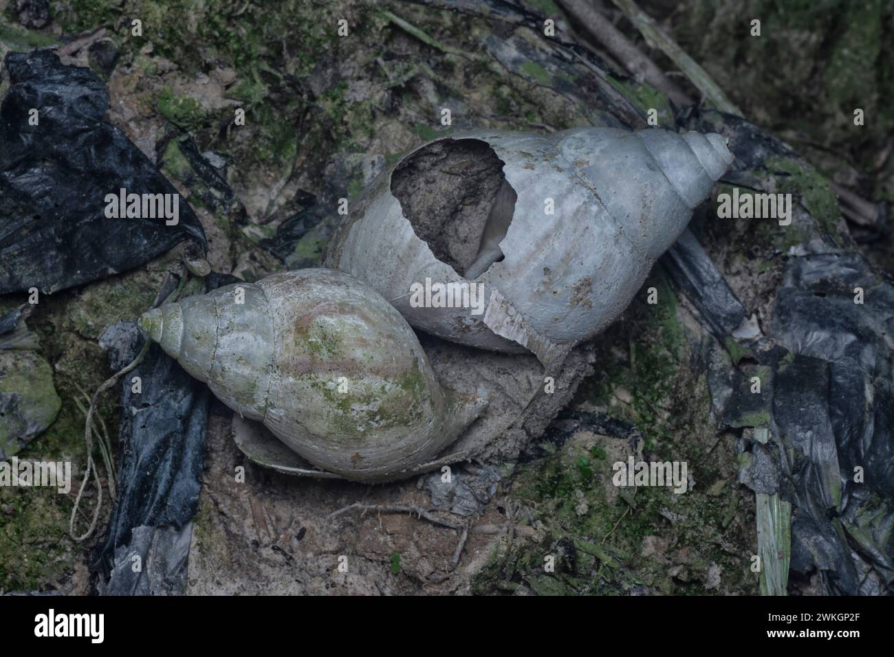 empty shell of the dead garden snail on the dirty ground Stock Photo ...