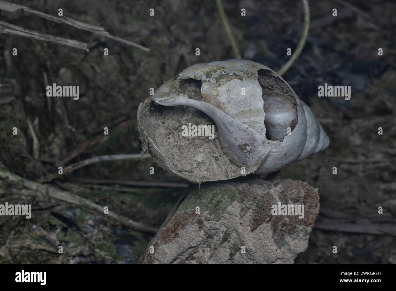 Clam shell hole hi-res stock photography and images - Alamy