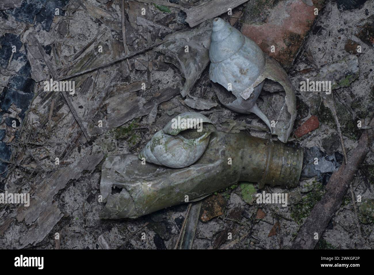 Clam shell hole hi-res stock photography and images - Alamy