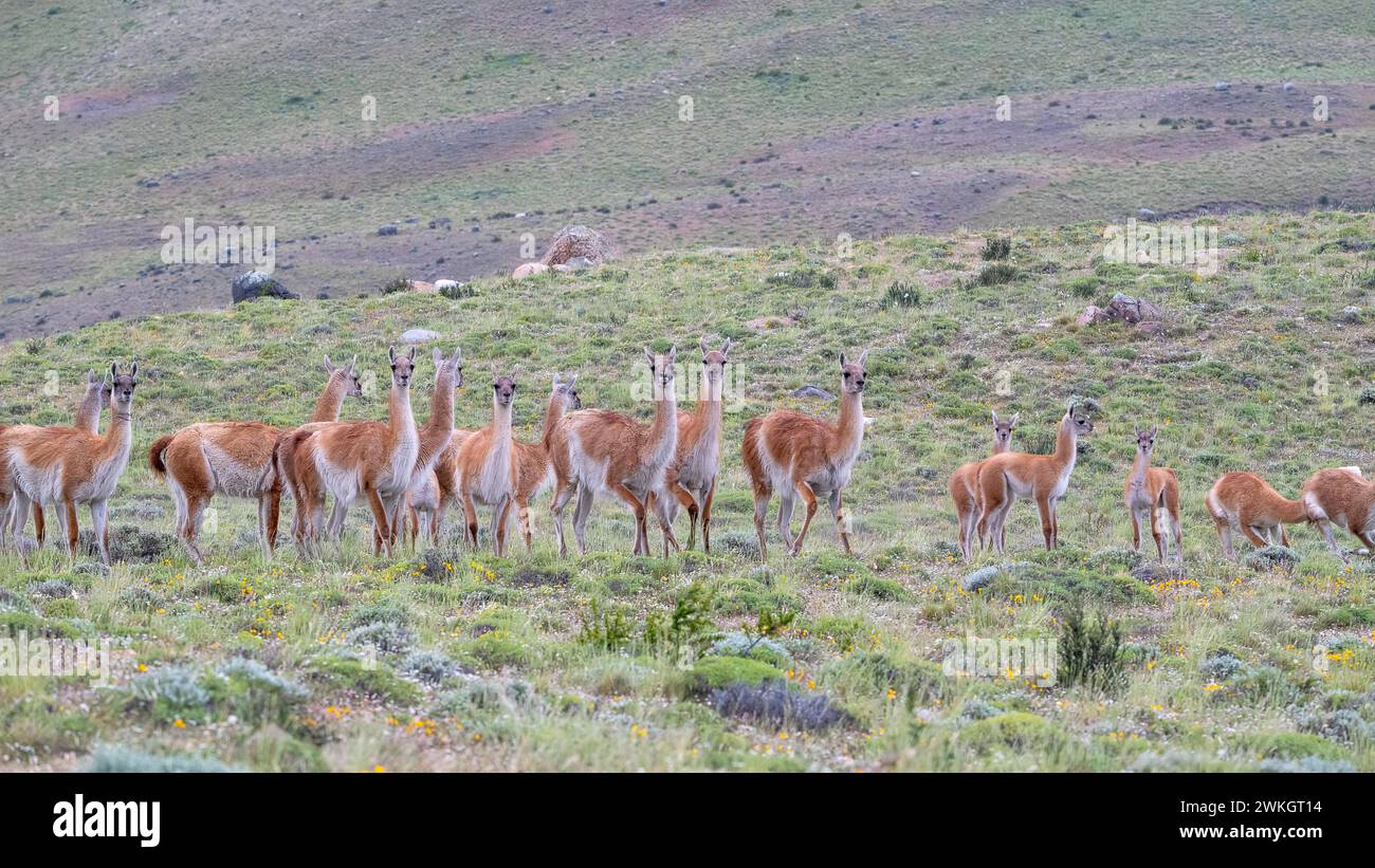 Guanaco (Llama guanicoe), Huanaco, herd, Torres del Paine National Park ...