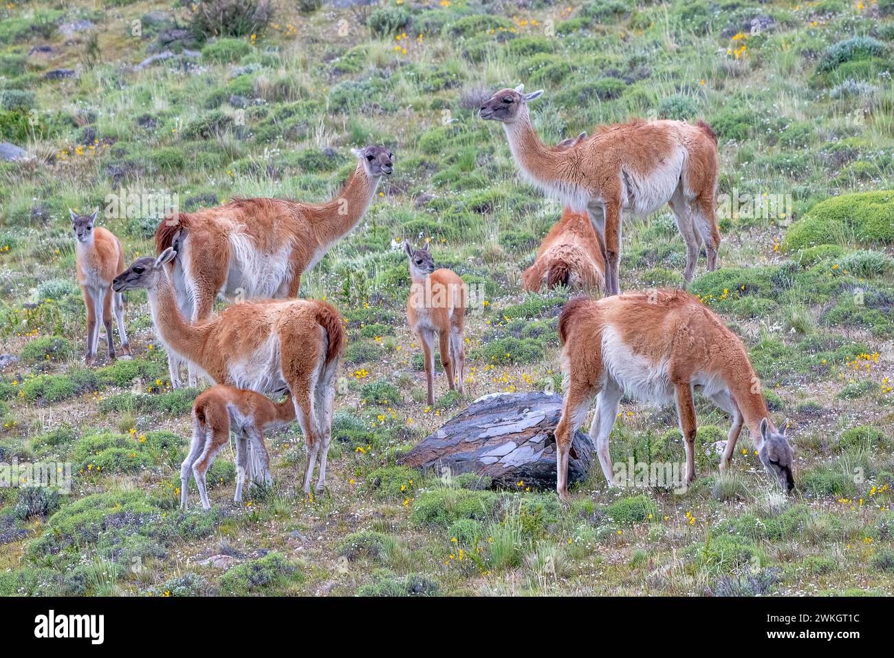 Guanaco (Llama guanicoe), Huanaco, group with young animals, Torres del ...