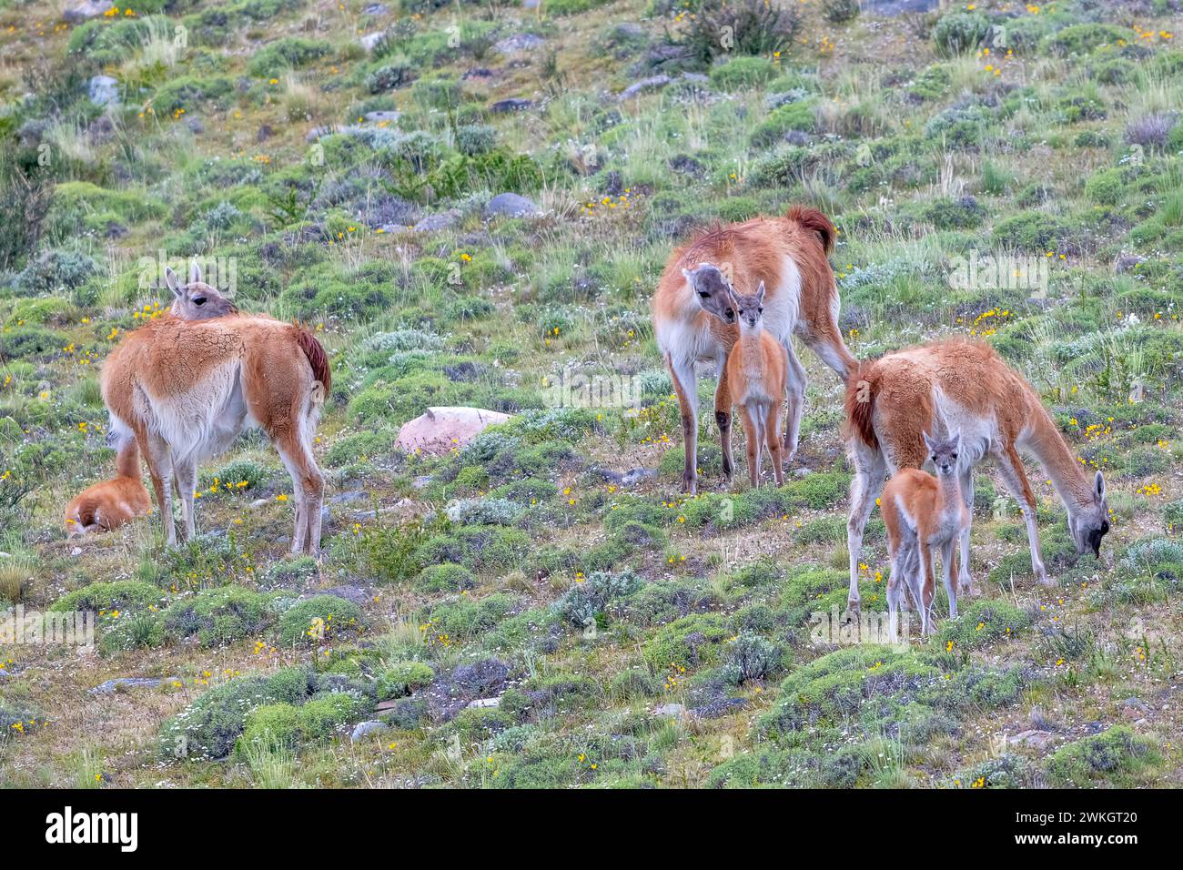 Guanaco (Llama guanicoe), Huanaco, group with young animals, Torres del ...