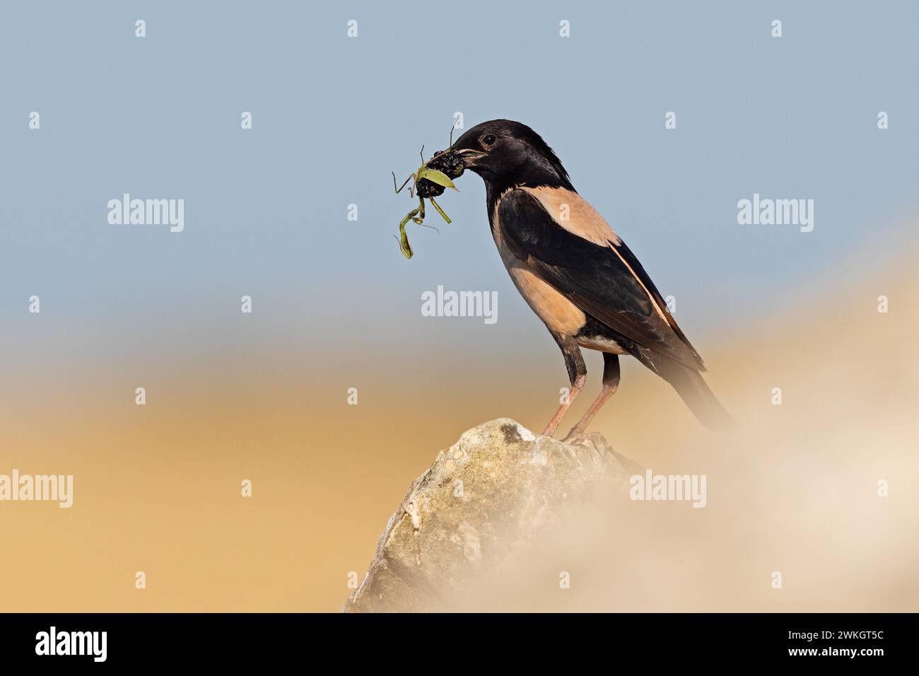 Roseate Starling (Pastor roseus), adult bird with mulberries and ...
