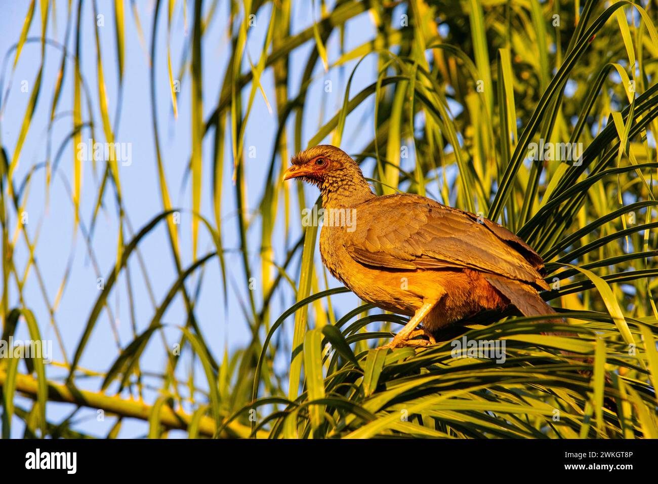 Chaco chachalaca (Ortalis canicollis) Pantanal Brazil Stock Photo - Alamy