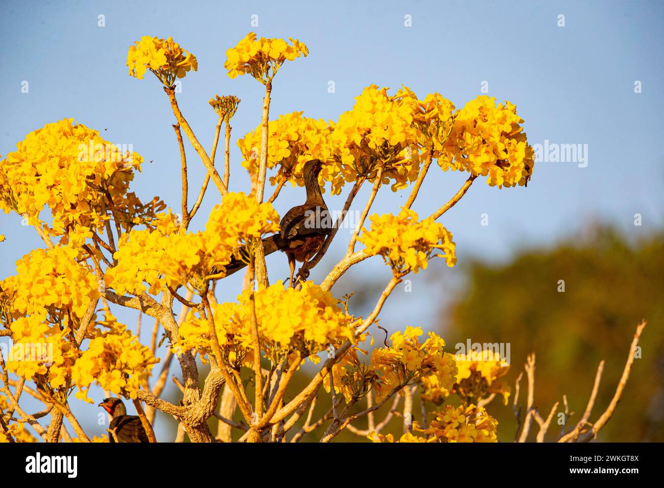 Chaco chachalaca (Ortalis canicollis) Pantanal Brazil Stock Photo - Alamy